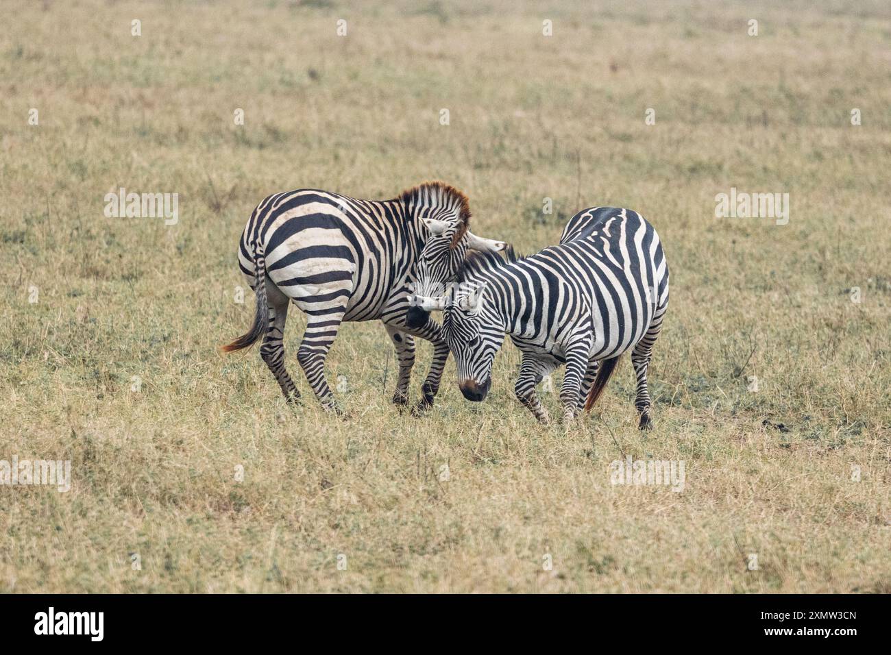 zebras in Ngorongoro Conservation Area,Tanzania, Africa Stock Photo - Alamy