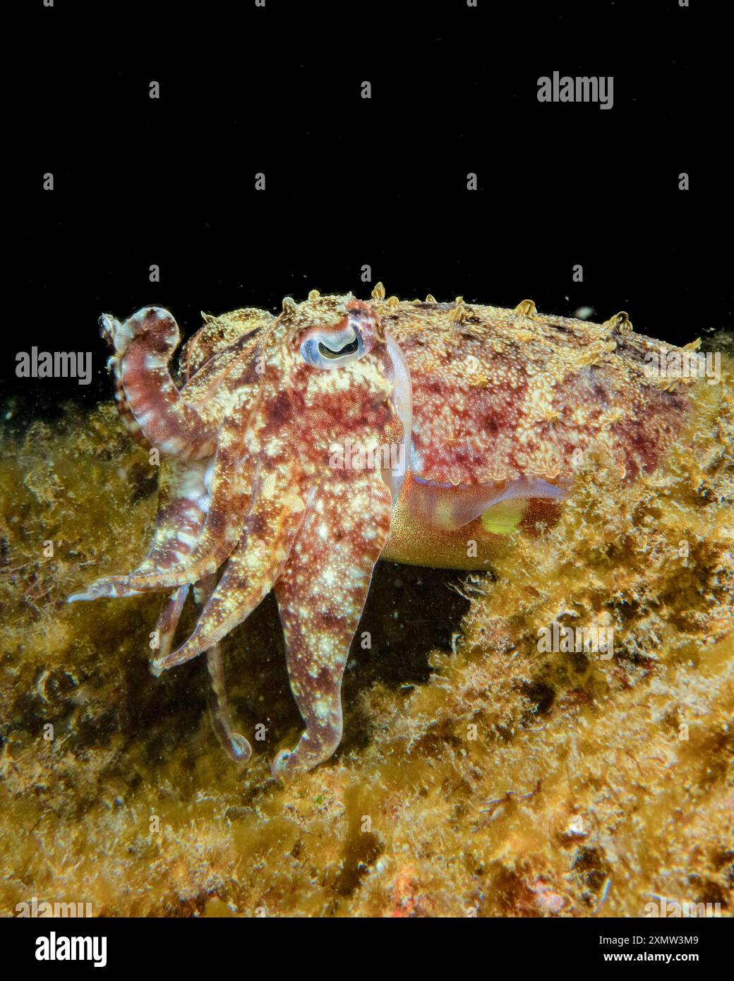 pharaoh cuttlefish, Acanthosepion pharaonis, female, Nosy Be ...