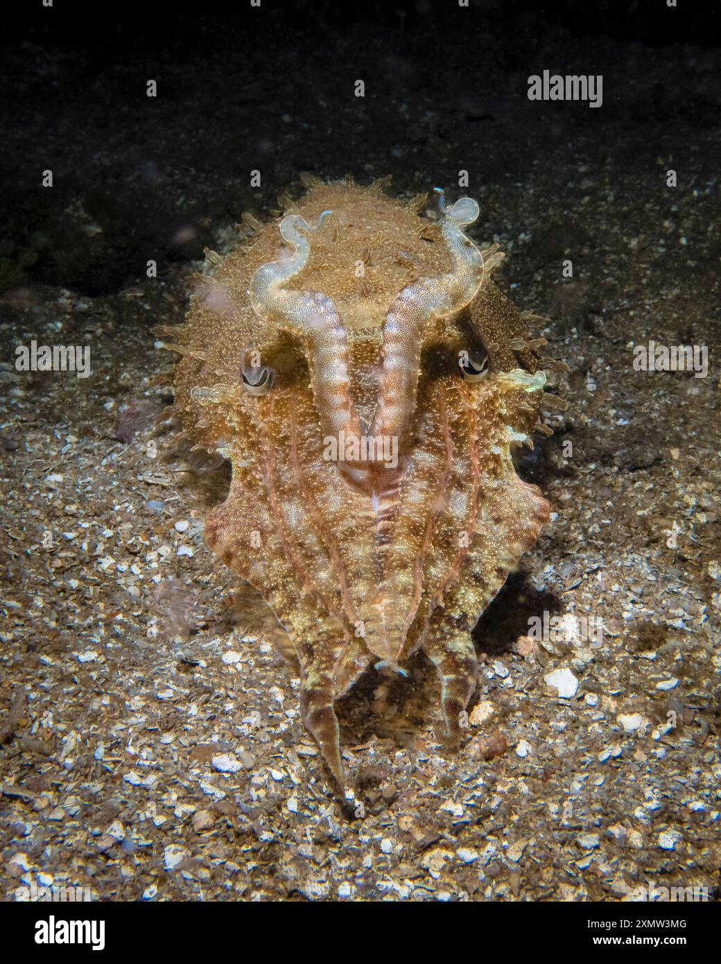 Madagascar marine life hi-res stock photography and images - Alamy