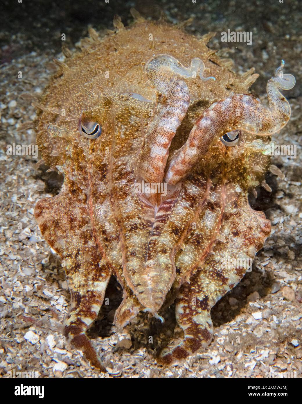 pharaoh cuttlefish, Acanthosepion pharaonis, female, Nosy Be ...