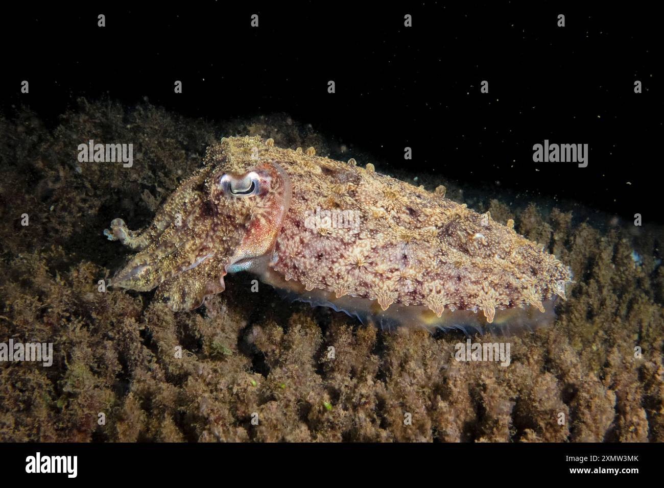 pharaoh cuttlefish, Acanthosepion pharaonis, female, Nosy Be ...