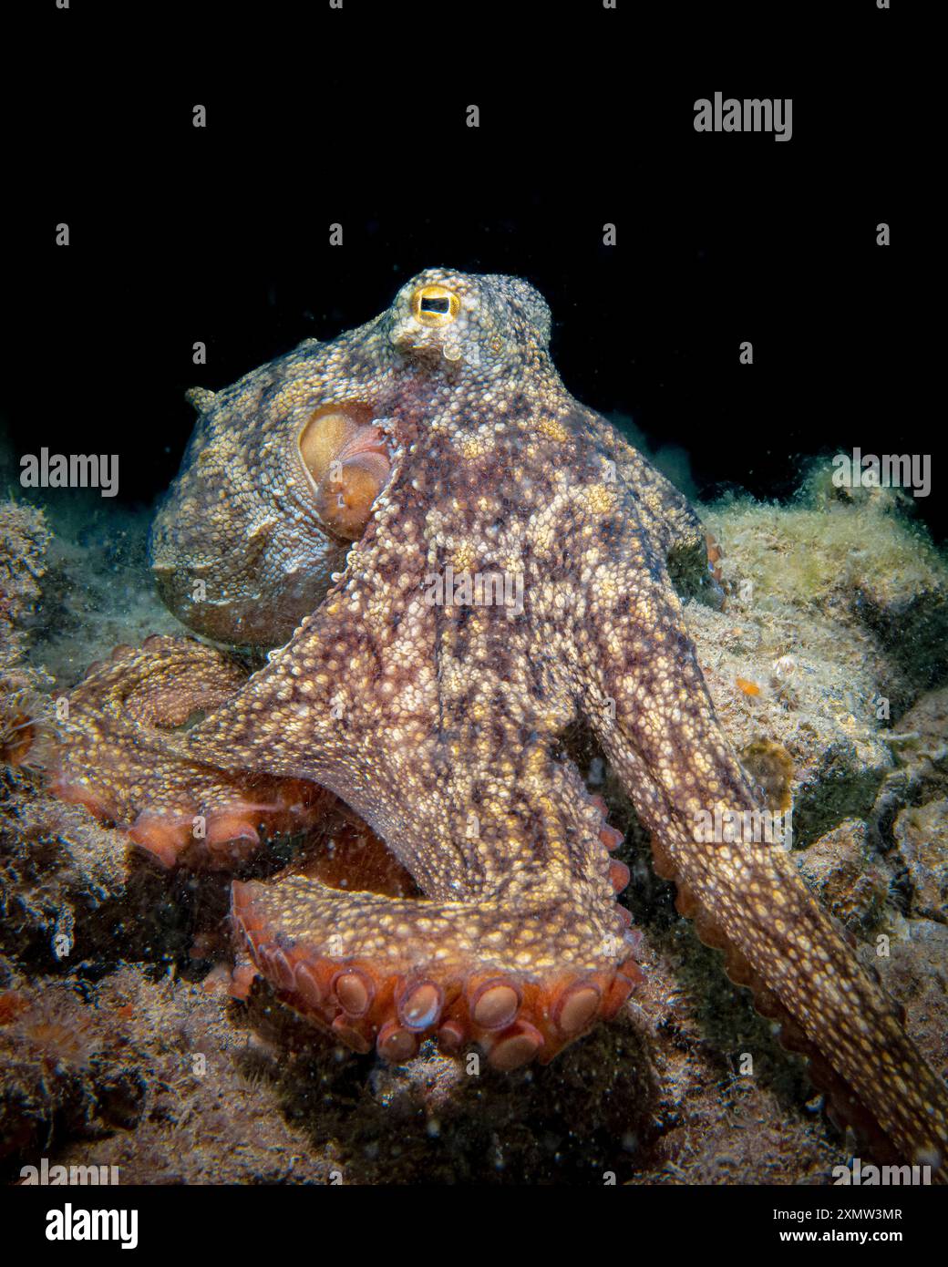 western rock octopus, star octopus, Octopus djinda, Kwinana Grain ...