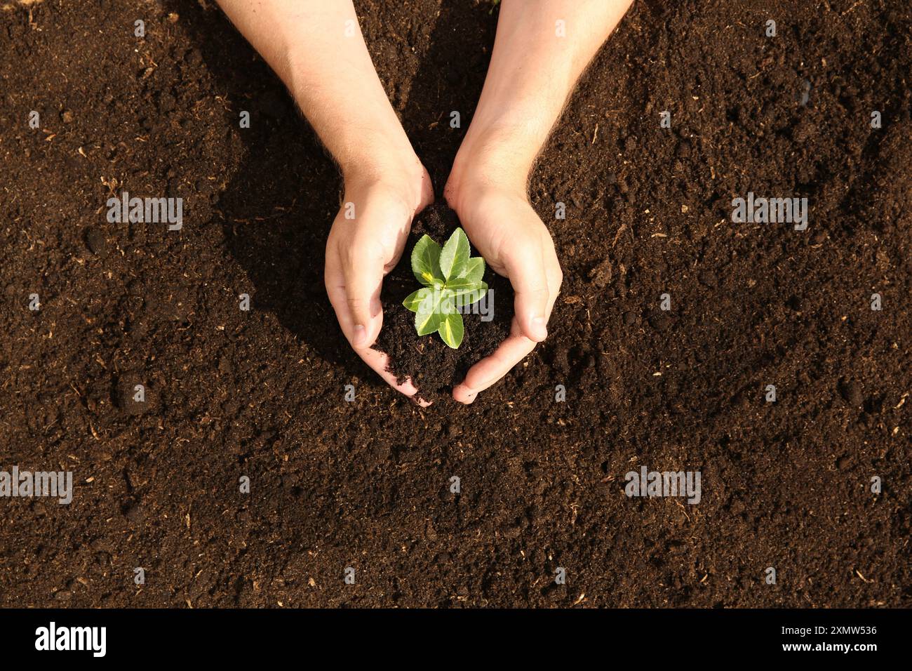 Woman holding seedling with soil outdoors, top view Stock Photo - Alamy
