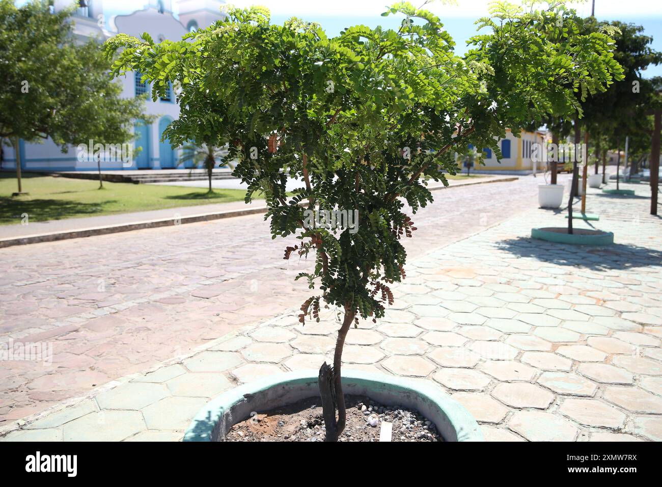 brazilwood tree in salvador salvador, bahia, brazil - august 11, 2023 ...