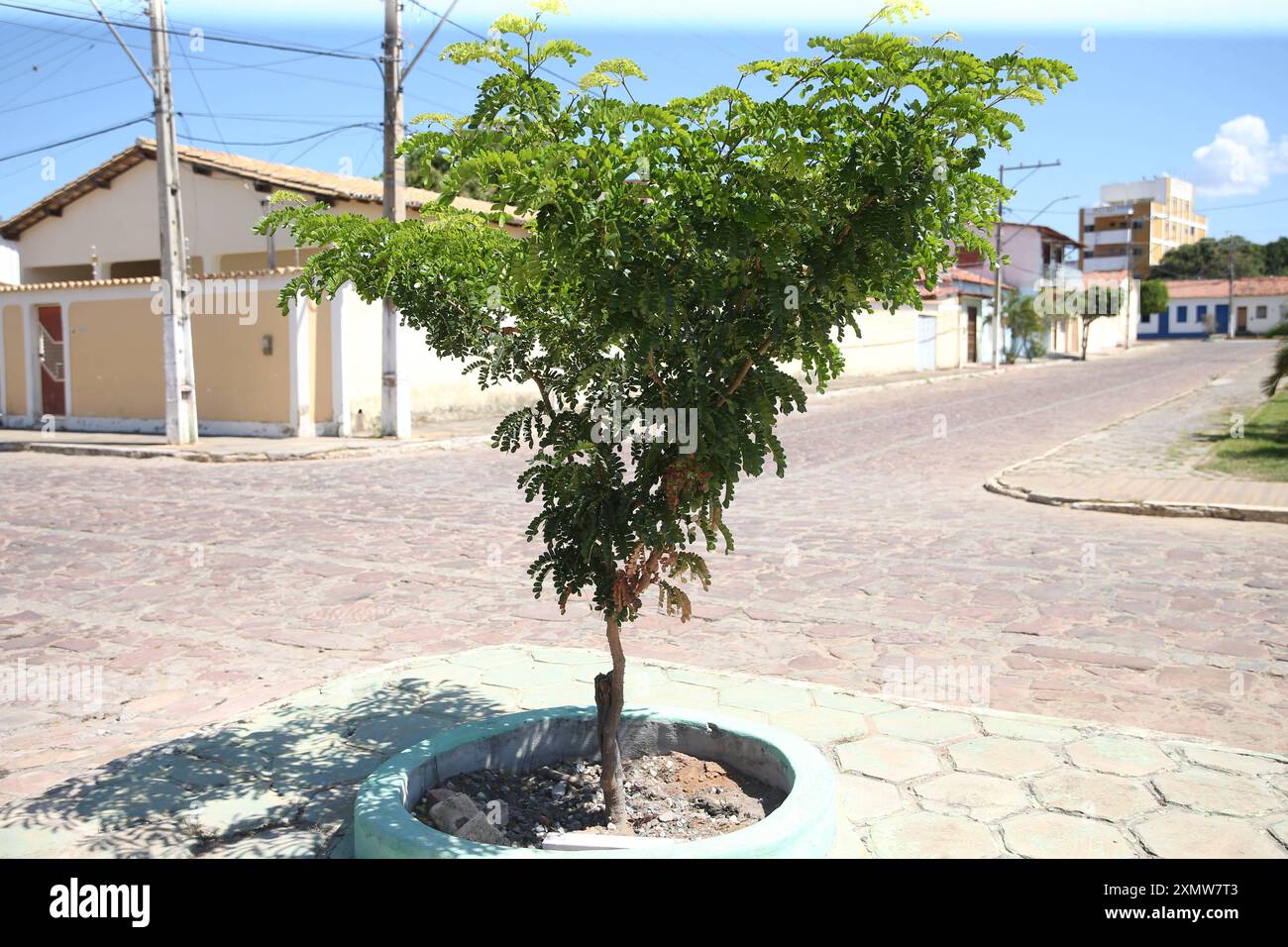 brazilwood tree in salvador salvador, bahia, brazil - august 11, 2023 ...
