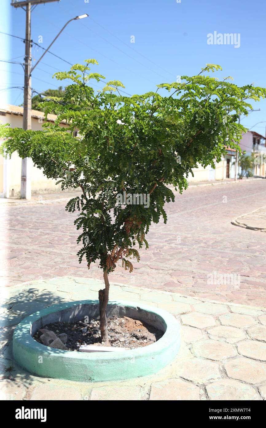 brazilwood tree in salvador salvador, bahia, brazil - august 11, 2023 ...