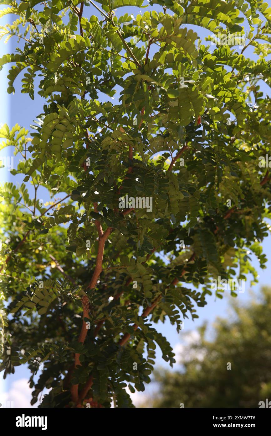 brazilwood tree in salvador salvador, bahia, brazil - august 11, 2023 ...