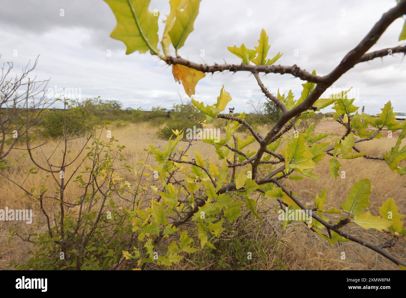 Nesselfieber hi-res stock photography and images - Alamy