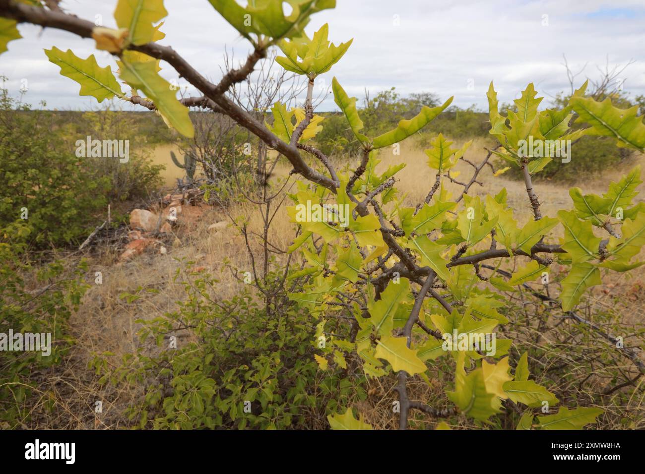 Favela plant - cnidoscolus quercifolius rodelas, bahia, brazil - june ...