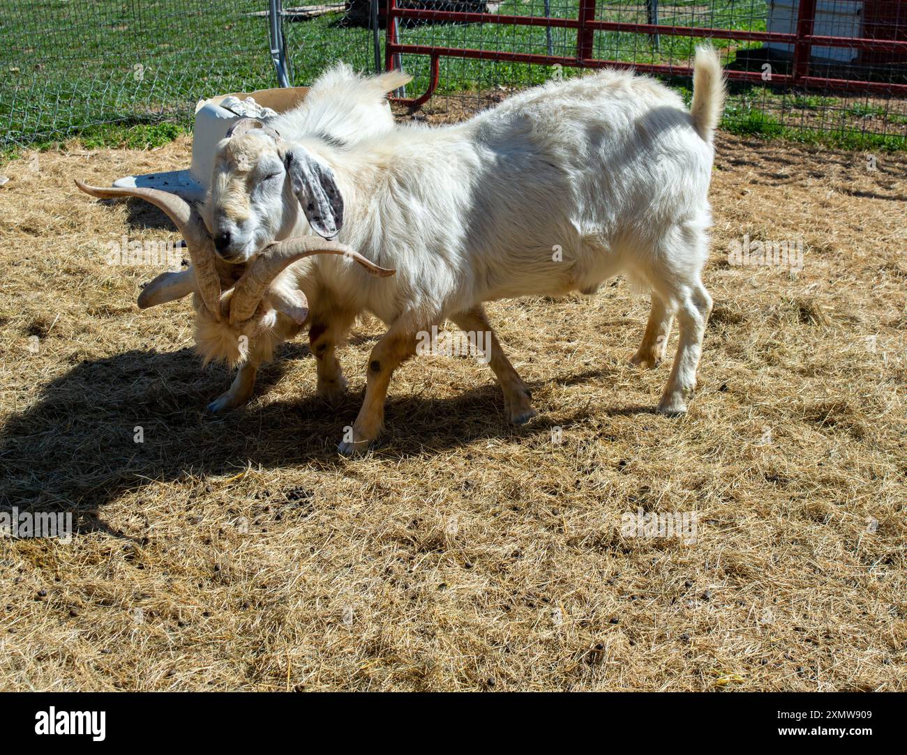 Two male goats have a battle to see who will be the dominate animal of ...