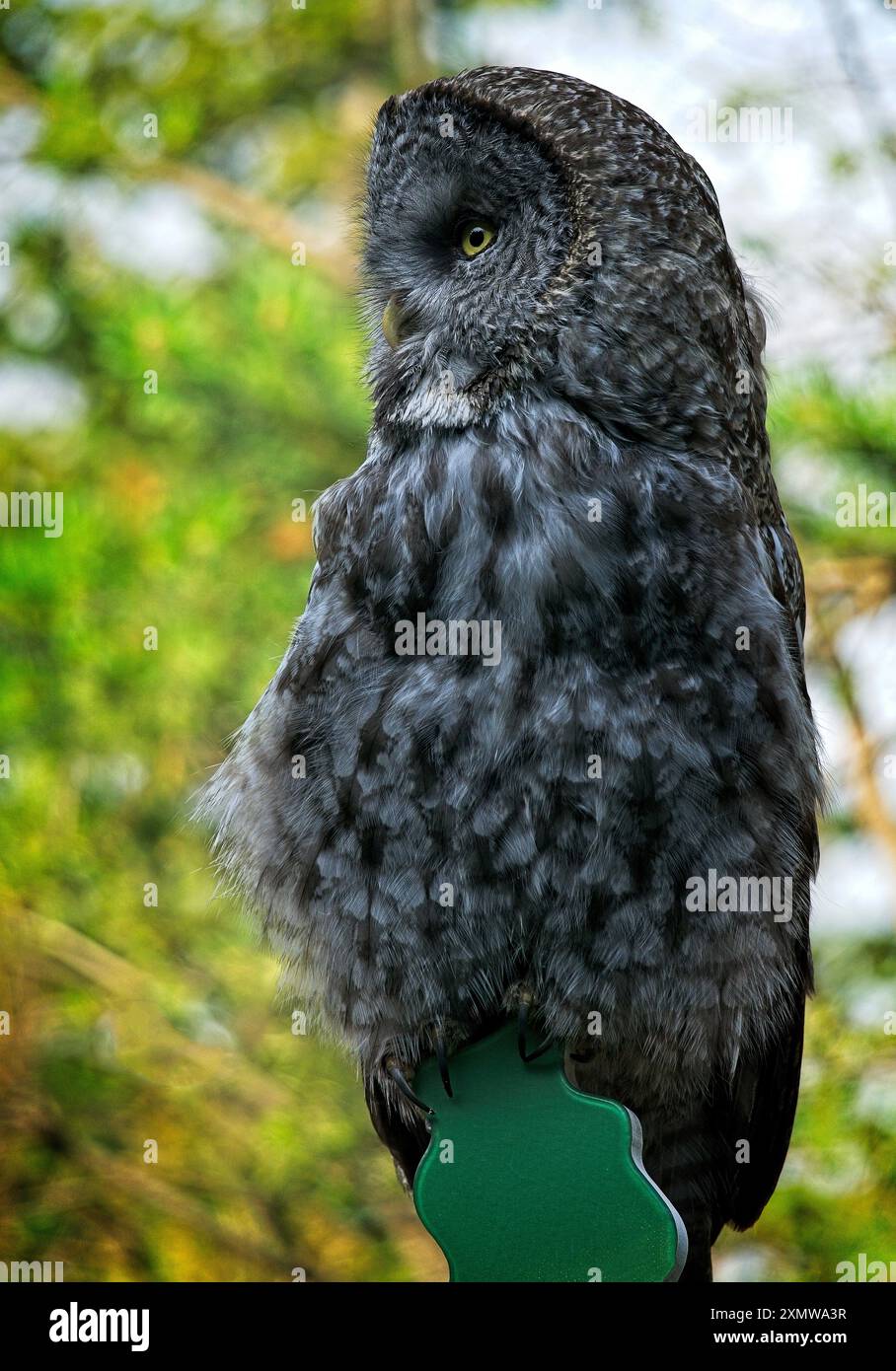 Great Grey Owls Calgary Zoo Alberta Stock Photo - Alamy