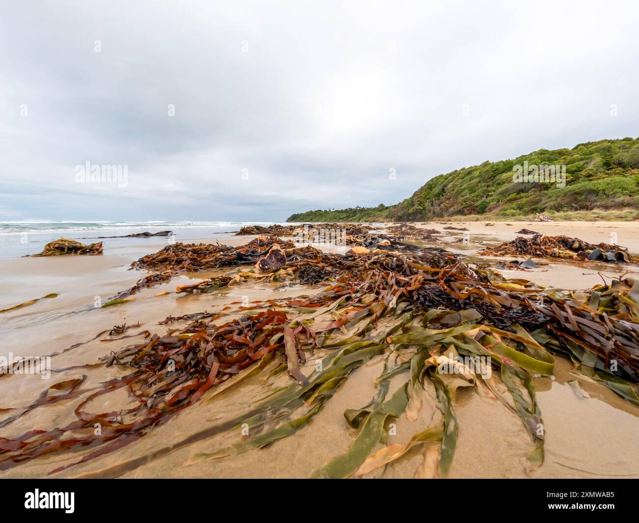 Bull kelp seaweed on beach hi-res stock photography and images - Alamy