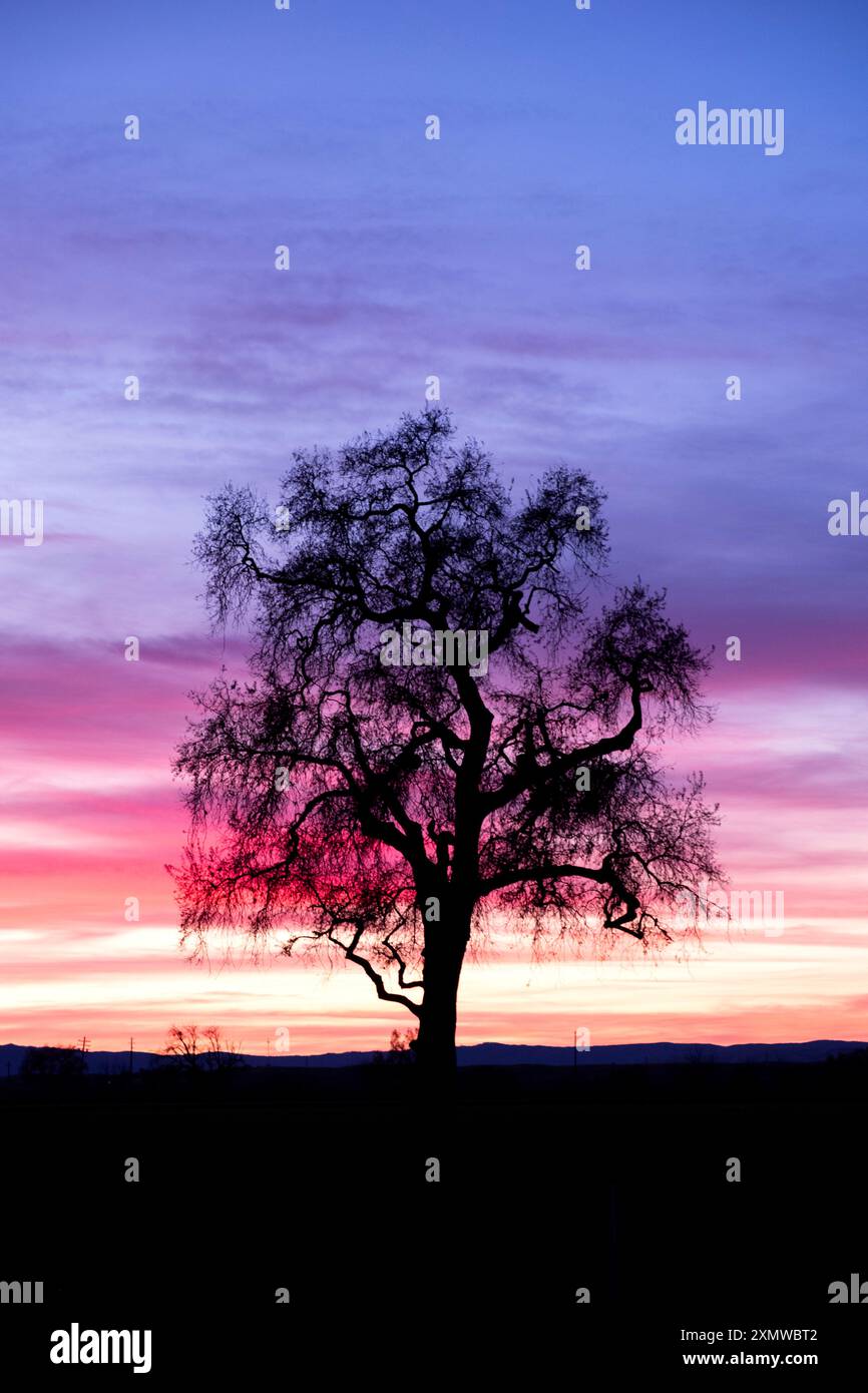 Oak tree silhouette hi-res stock photography and images - Alamy