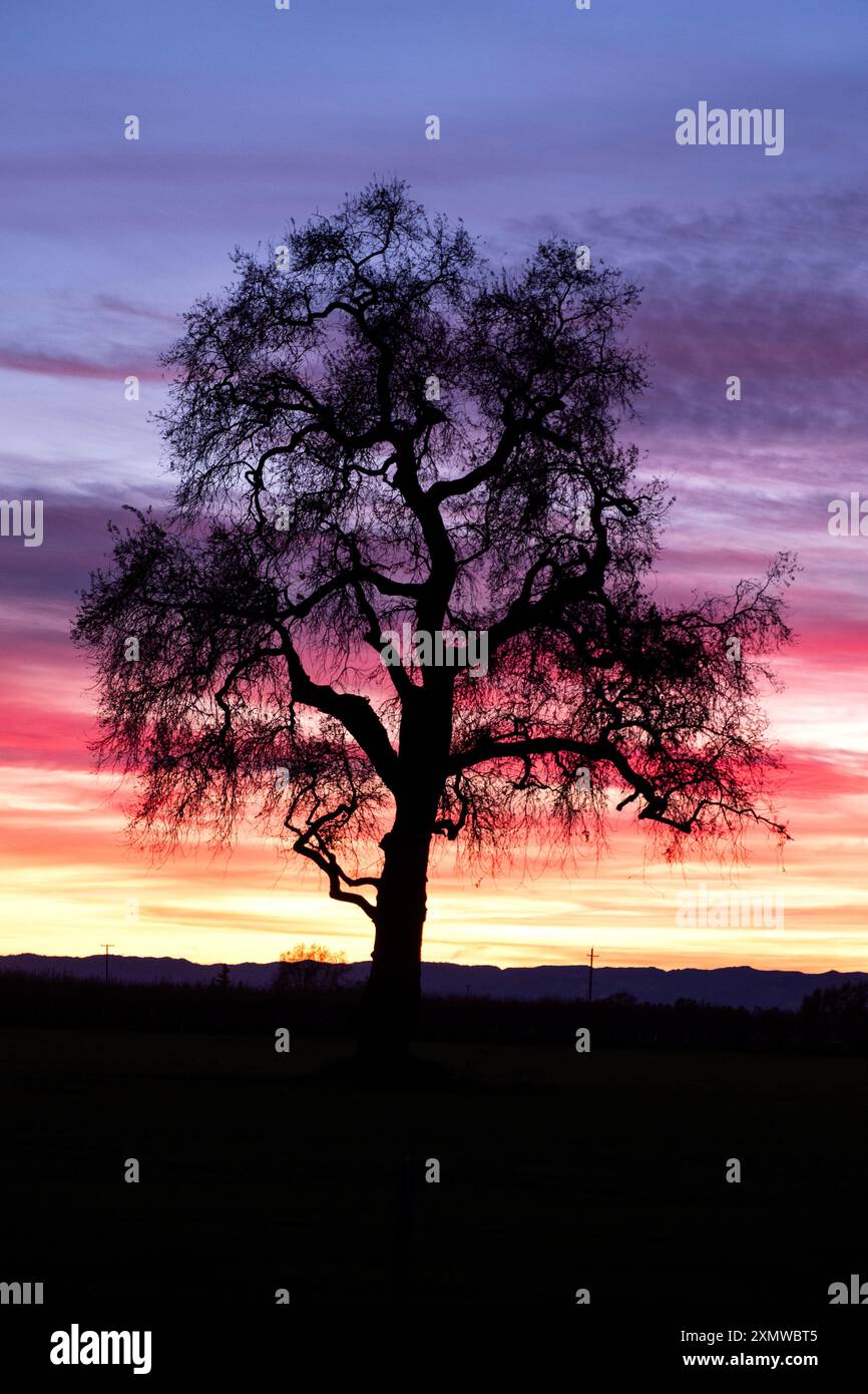 Oak tree silhouette hi-res stock photography and images - Alamy