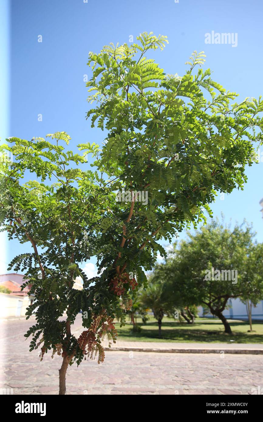 salvador, bahia, brazil - august 11, 2023: pau brasil tree ...