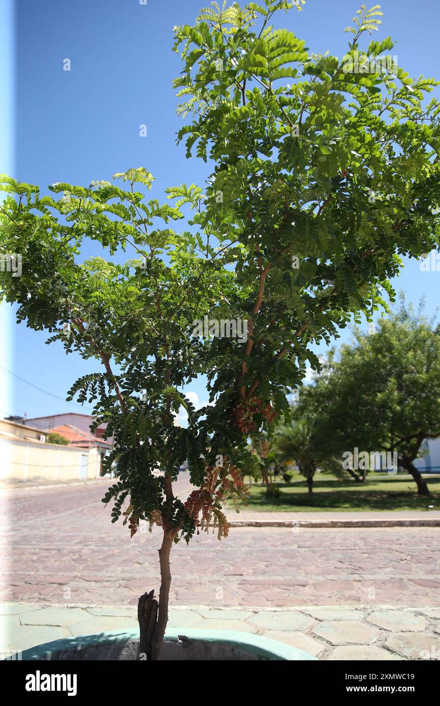 salvador, bahia, brazil - august 11, 2023: pau brasil tree ...