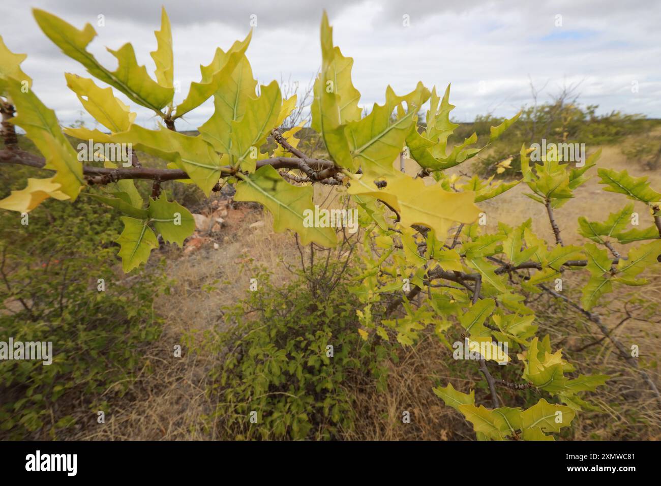 rodelas, bahia, brazil - june 15, 2024: Favela plant - cnidoscolus ...