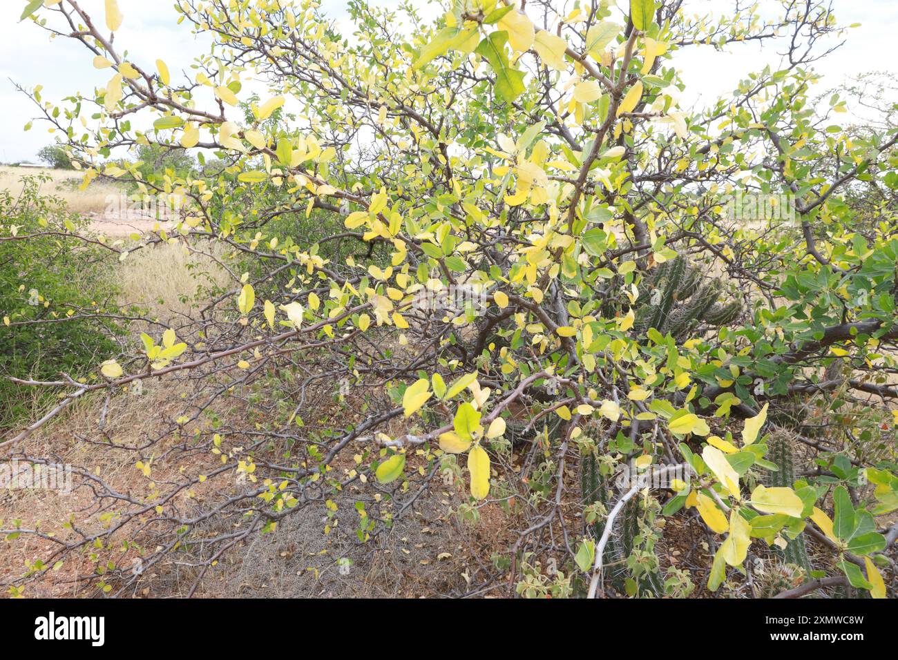 rodelas, bahia, brazil - june 15, 2024: Favela plant - cnidoscolus ...