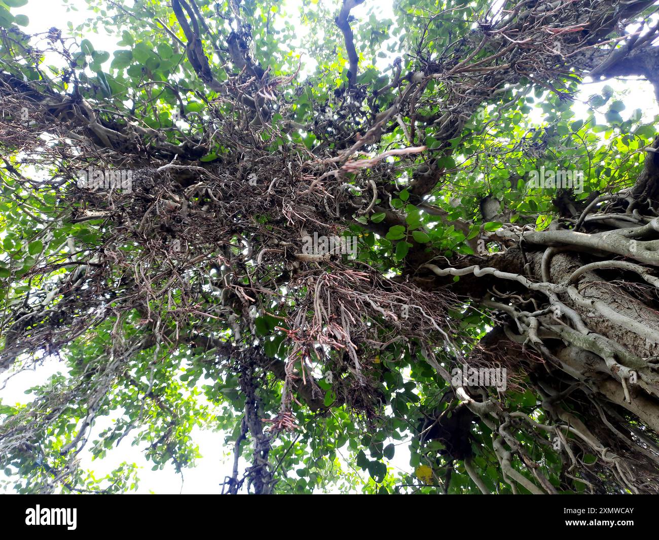 Banyan tree leaf in hi-res stock photography and images - Alamy