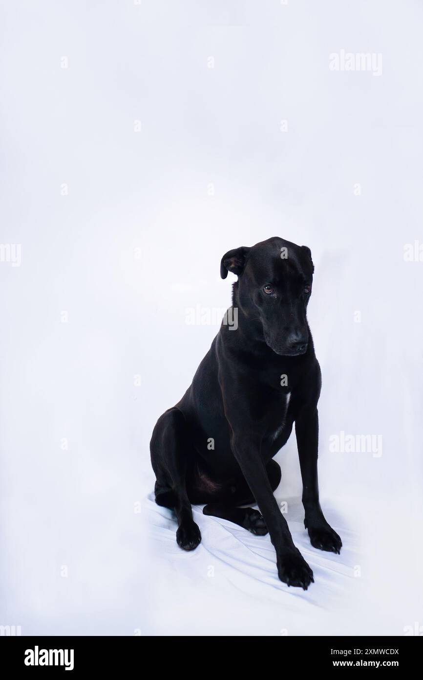 Black labrador retriever sitting on a white sheet Stock Photo - Alamy