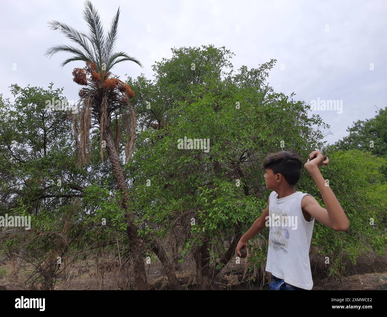 Indian date palm hi-res stock photography and images - Alamy