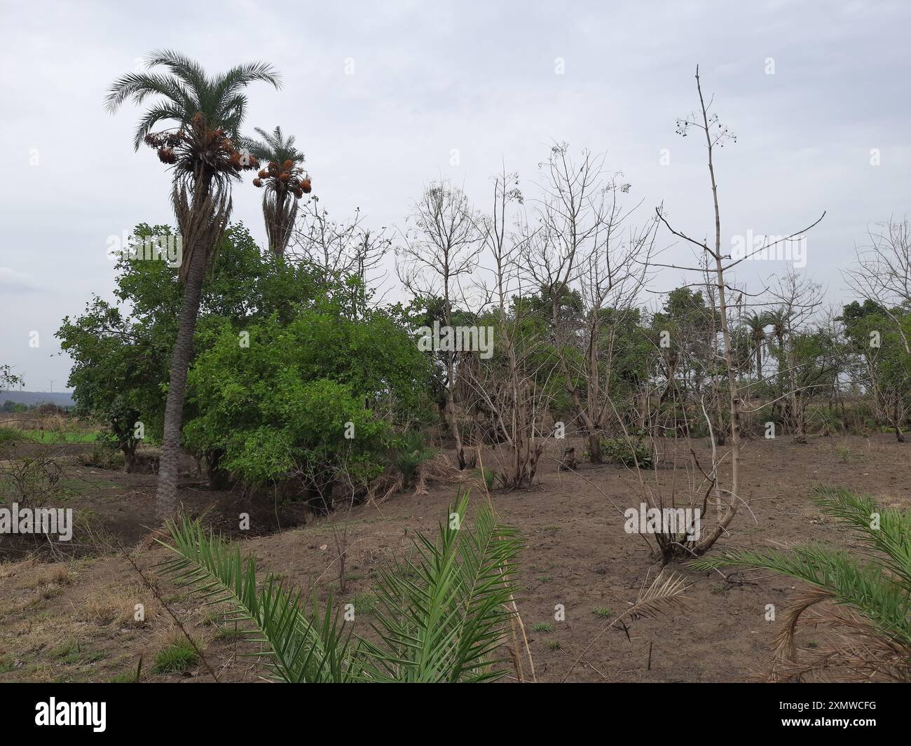 dates trees and various plants in the forest with cloudy sky background ...