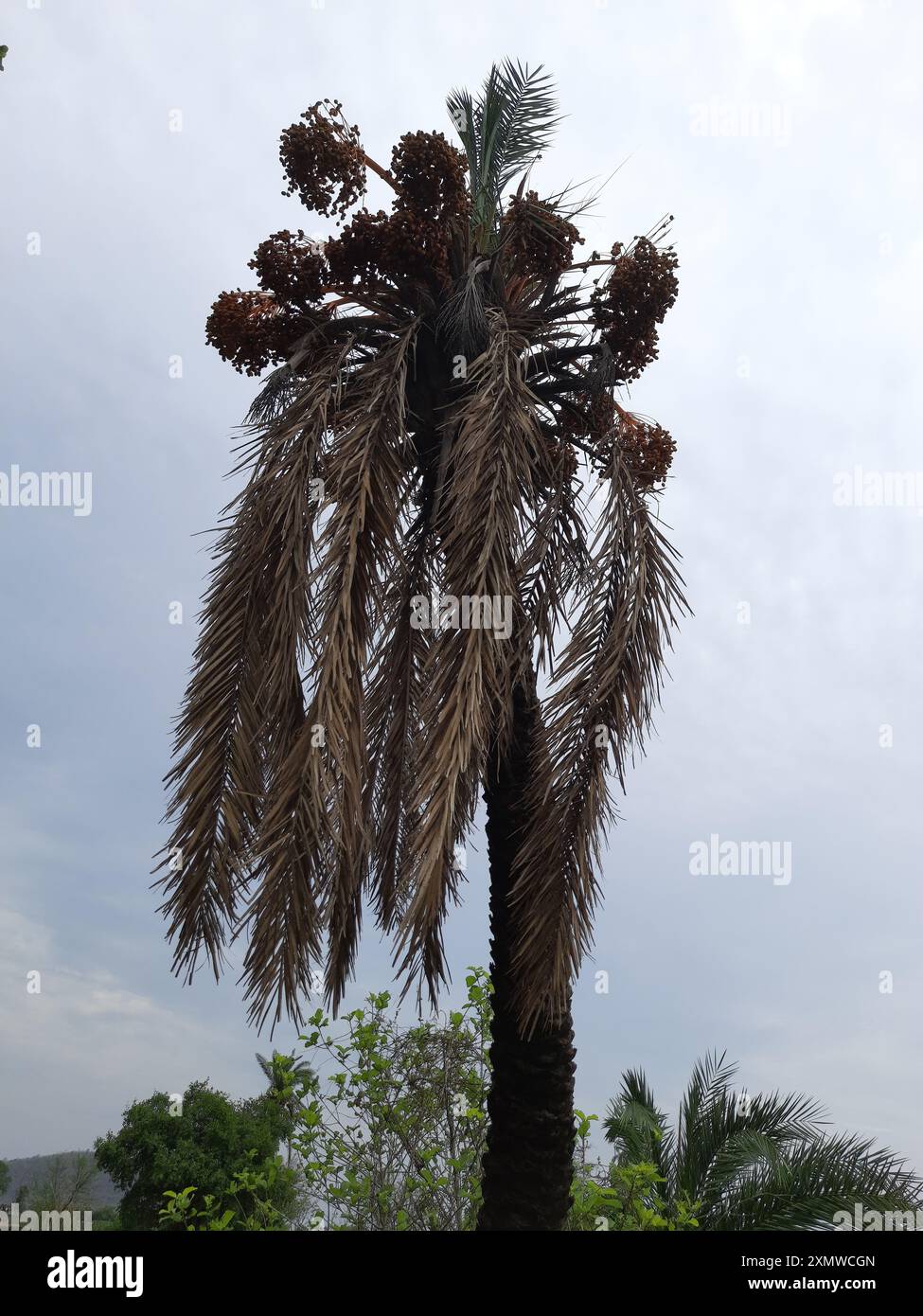 dates trees and various plants in the forest with cloudy sky background ...