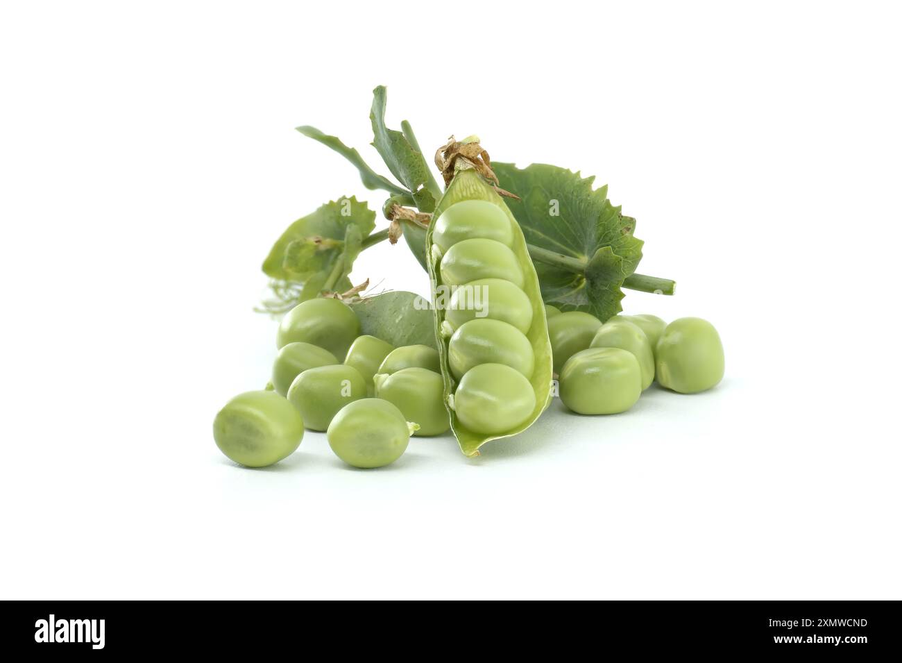 Various stages of seed pods hi-res stock photography and images - Alamy