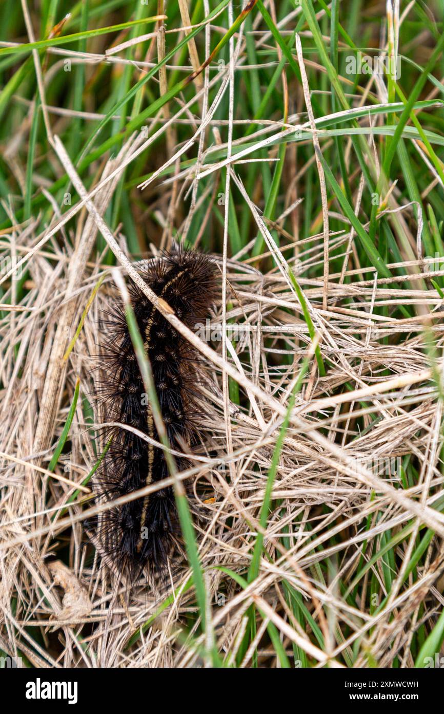 A Virgin Tiger Moth caterpillar in the grasses of Northeast Indiana ...