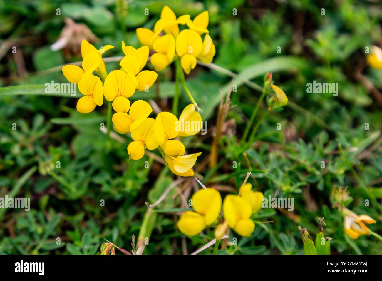 Birdsfoot trefoil growing in Northeast Indiana, USA Stock Photo - Alamy