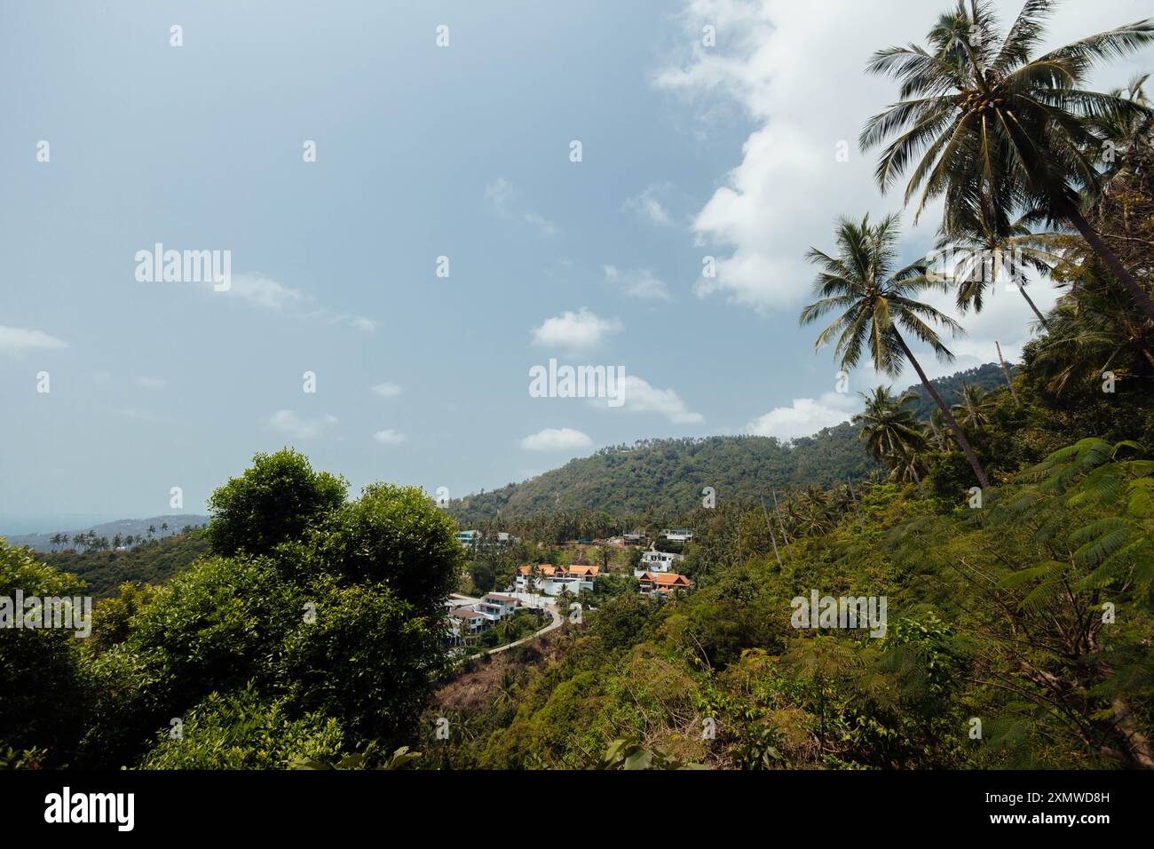 A view of a lush tropical hillside with palm trees in front, white ...