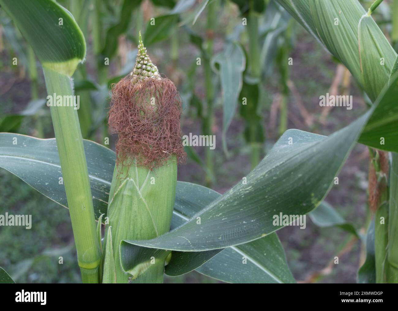 A corn stalk with the silk of young silk hanging from it, showing signs ...