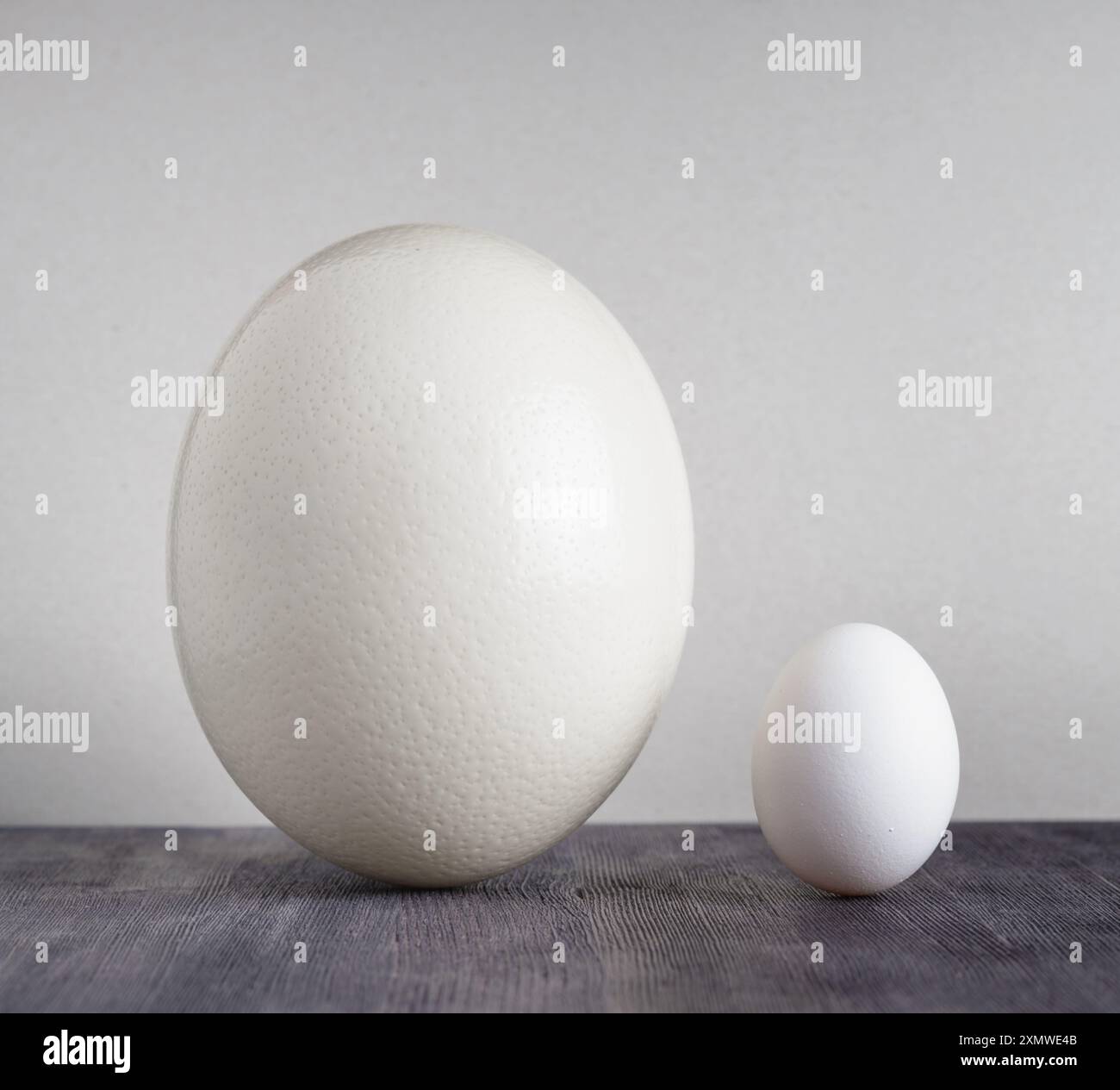Ostrich egg size comparison hi-res stock photography and images - Alamy