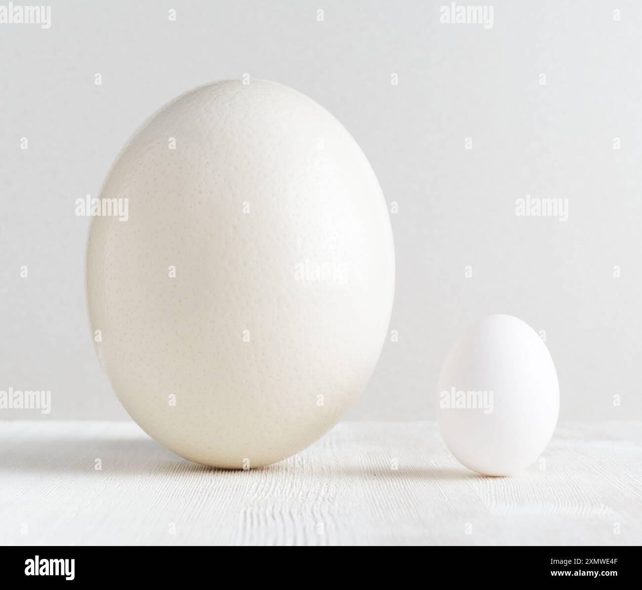 Ostrich egg size comparison hi-res stock photography and images - Alamy