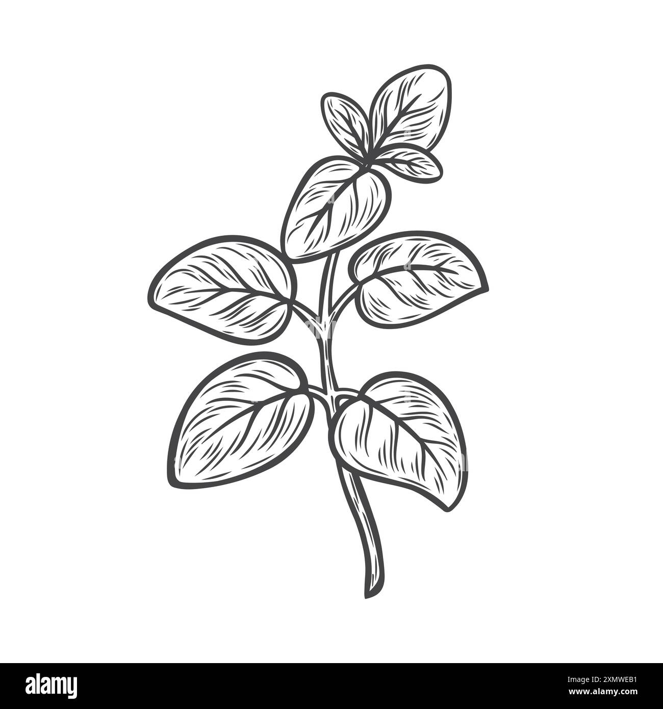 Majoran Stock Vector Images - Alamy