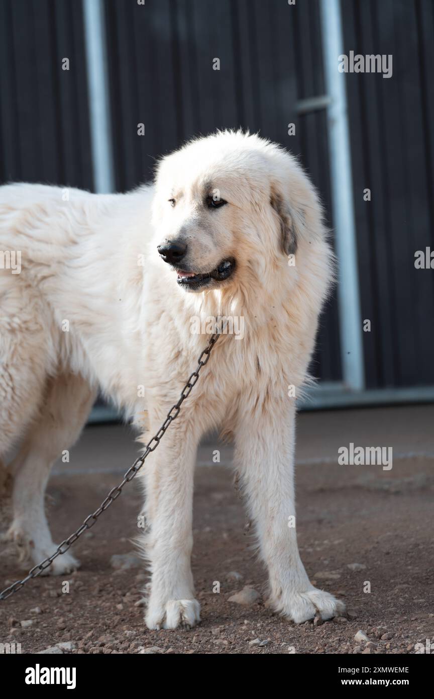 White Pyrenean Mastiff