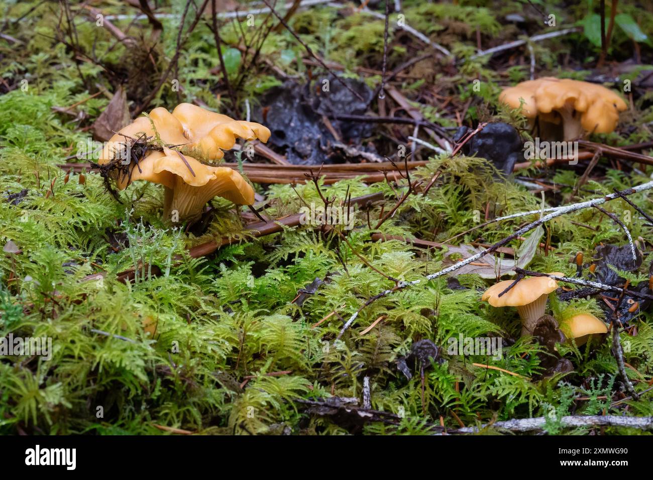 Cantharellus formosis hi-res stock photography and images - Alamy