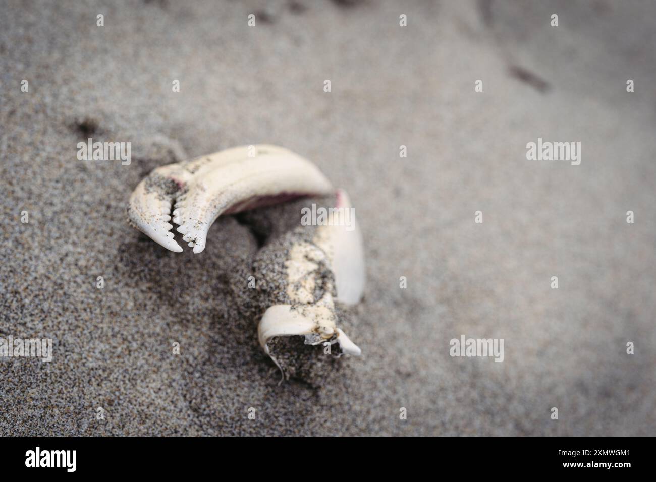 crab claws reach out from the buried remains of a crab on a sandy beach ...