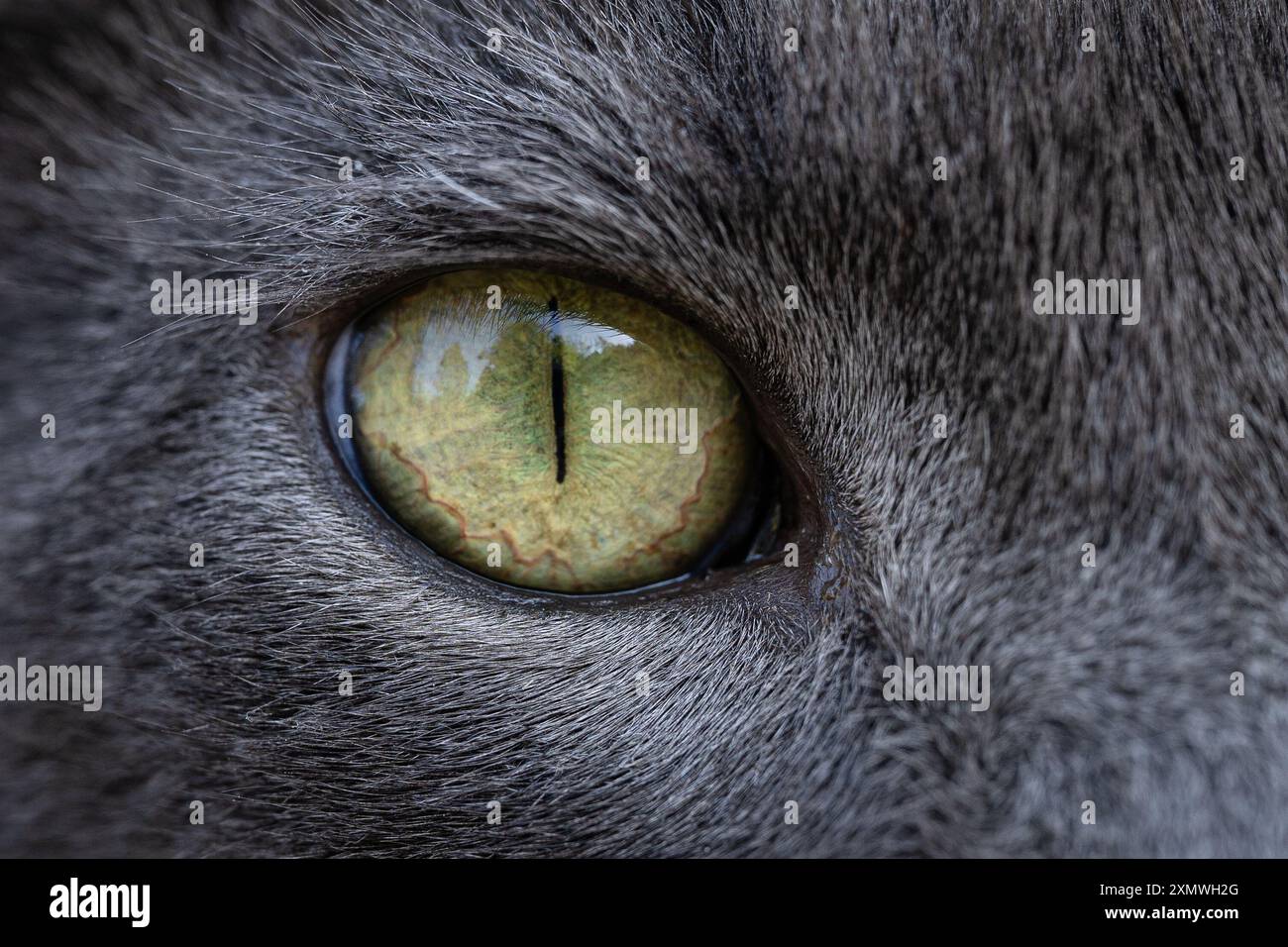 A close up of yellow cat eye in a iron-grey haired cat Stock Photo - Alamy