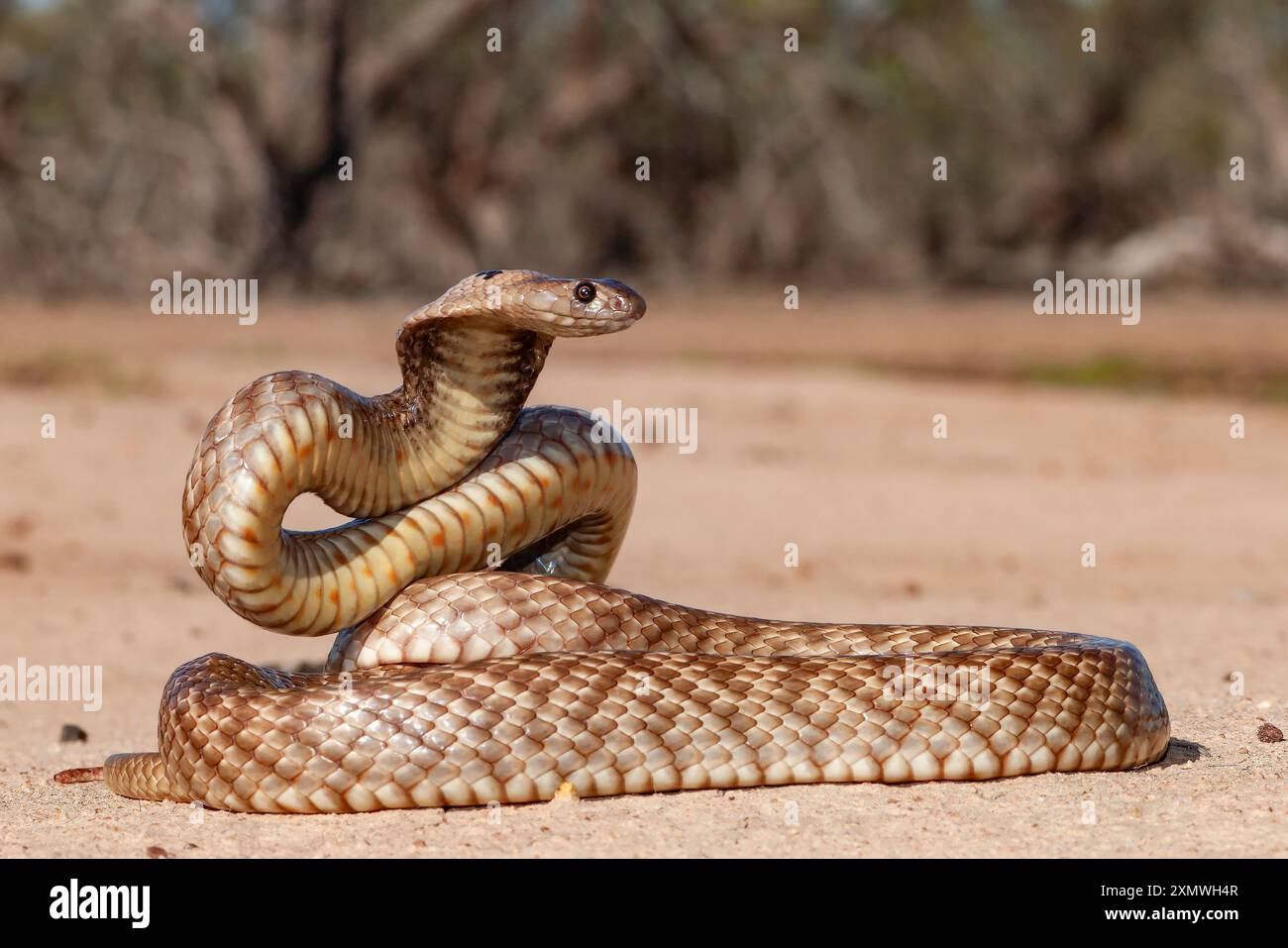 Australian highly venomous Strap-snouted Brown Snake Stock Photo - Alamy