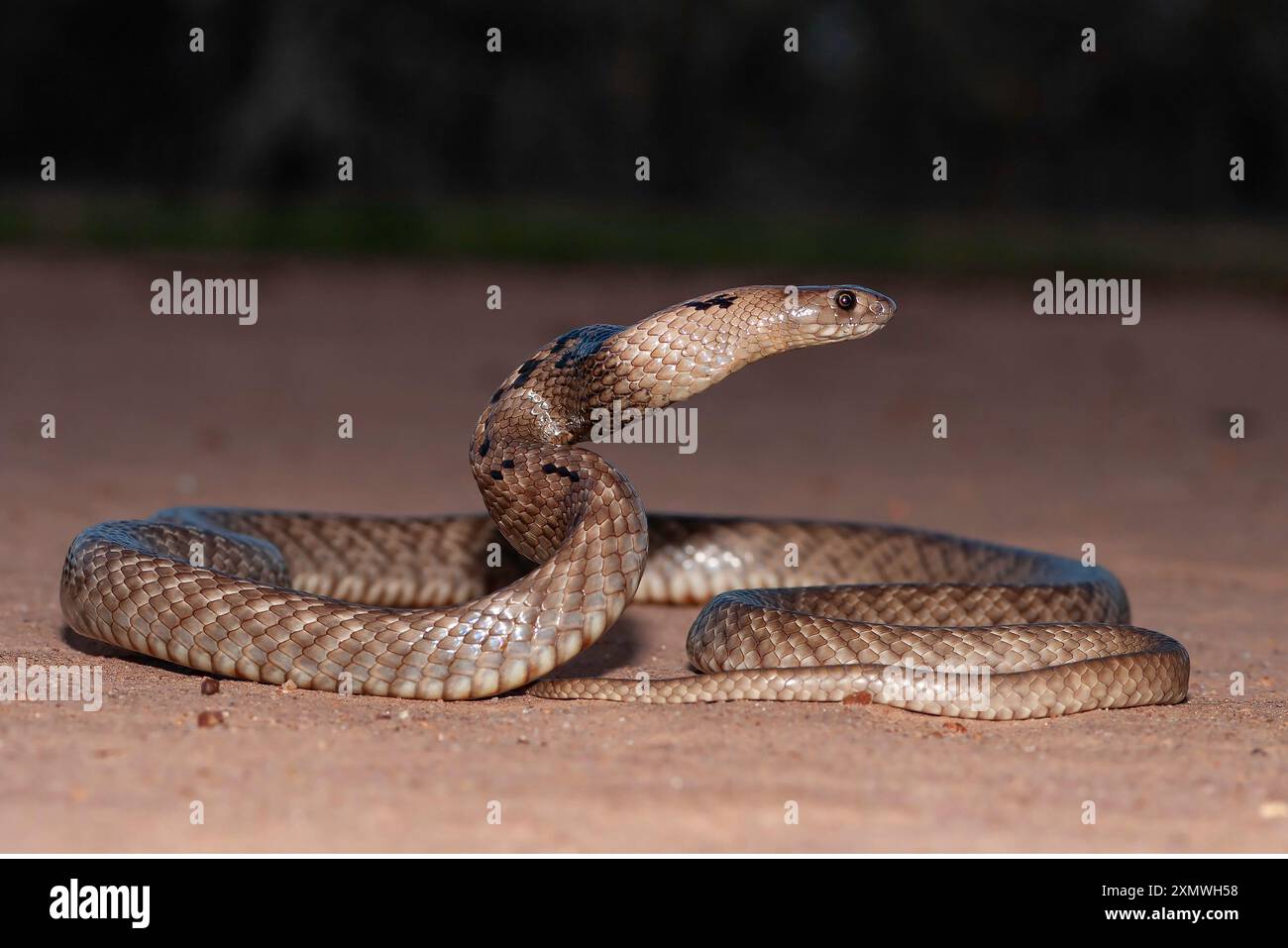 Australian highly venomous Strap-snouted Brown Snake Stock Photo - Alamy