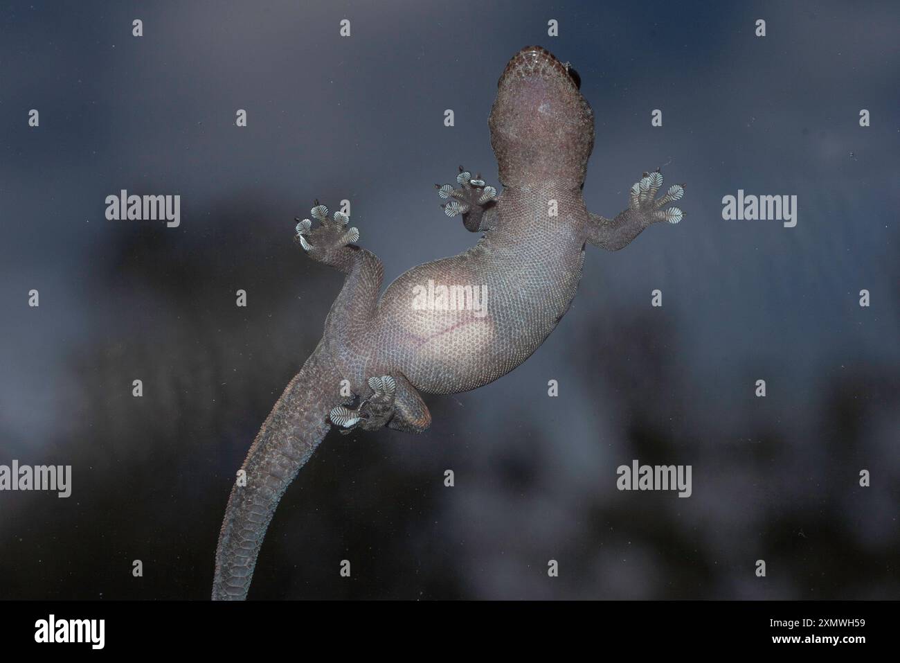 Gecko eggs hi-res stock photography and images - Alamy
