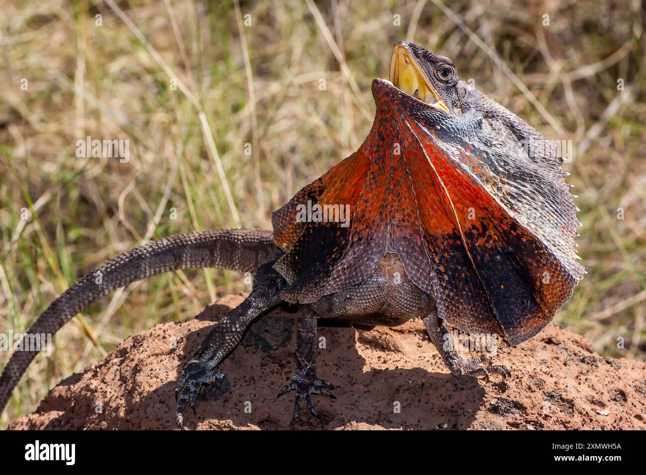 Australian frill neck lizard hi-res stock photography and images - Alamy