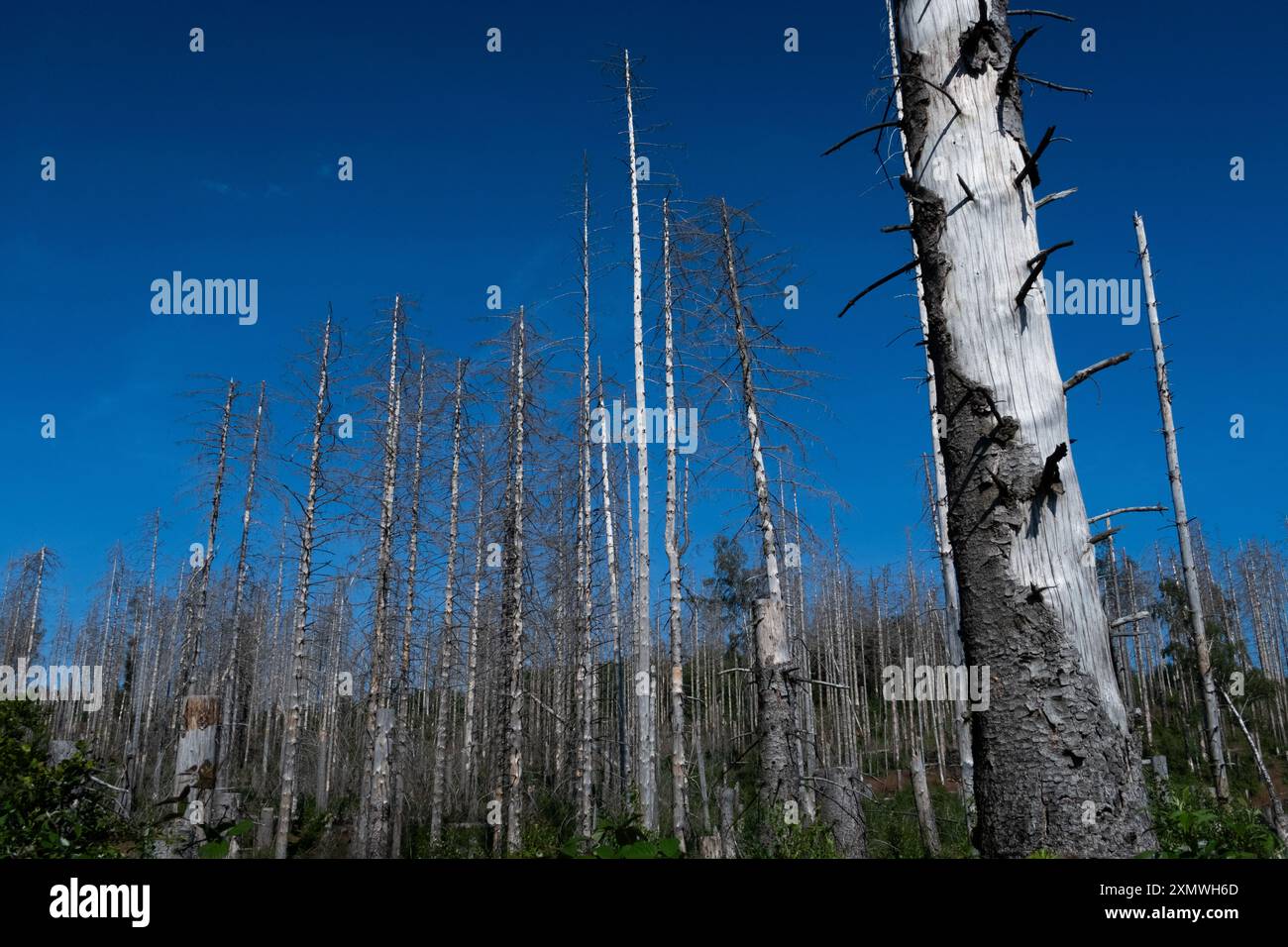 Forest (spruce) destroyed by the bark beetle in the Harz National Park ...