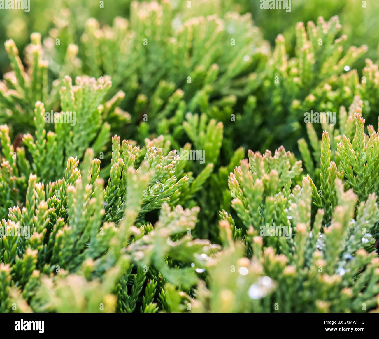 Creeping spruce hi-res stock photography and images - Alamy
