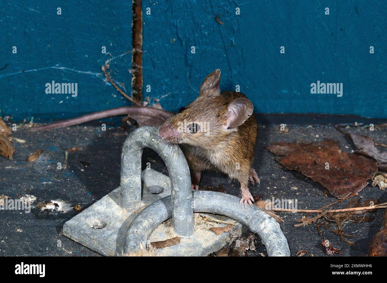 Photo of animals in the garden hi-res stock photography and images - Alamy