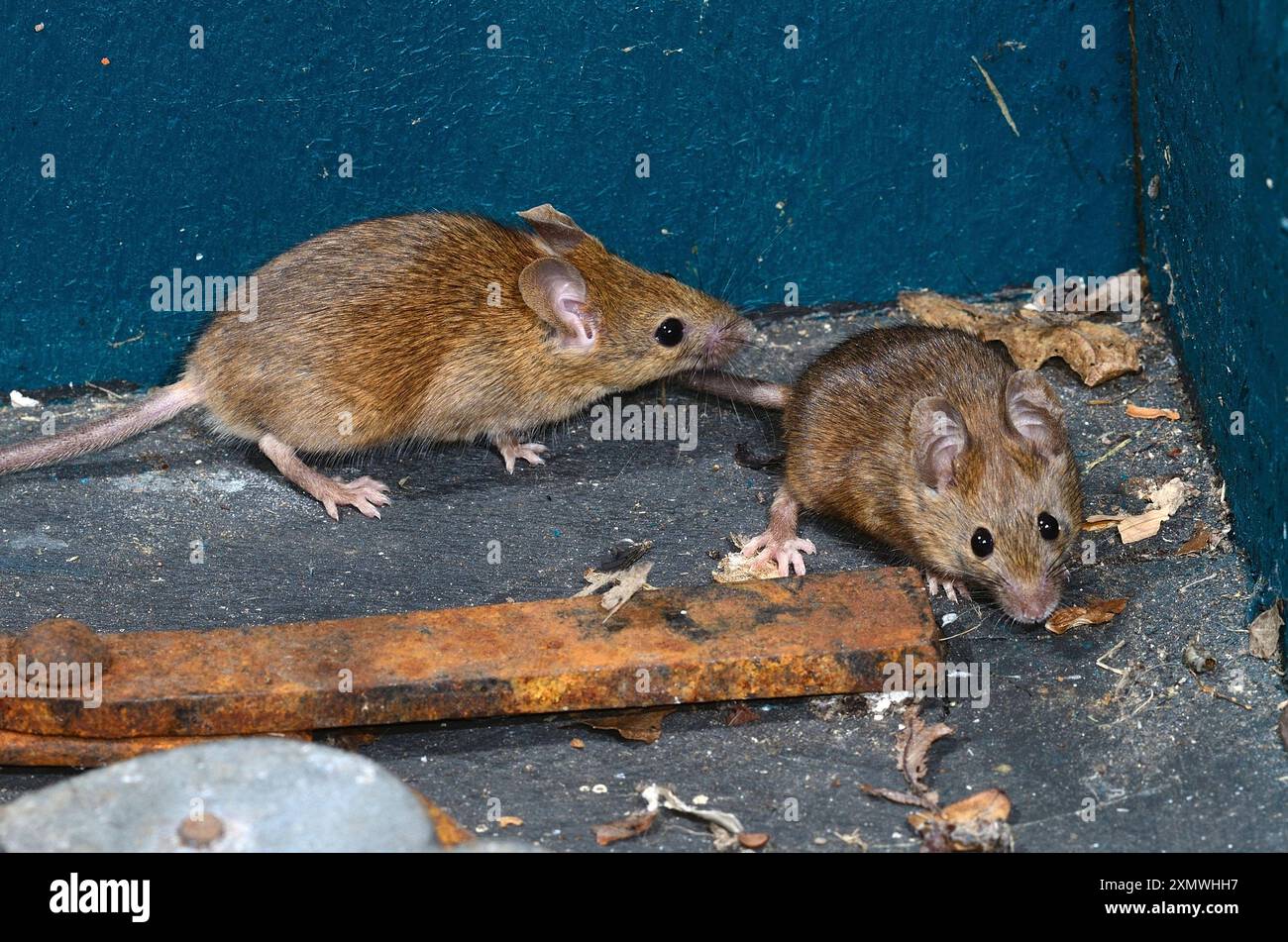 House mice in garden shed Stock Photo - Alamy