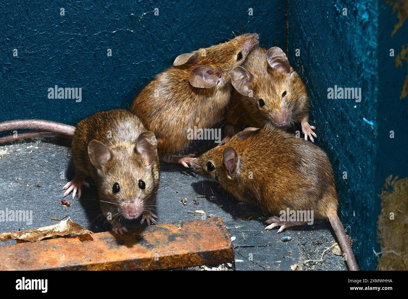 House mice in garden shed Stock Photo - Alamy