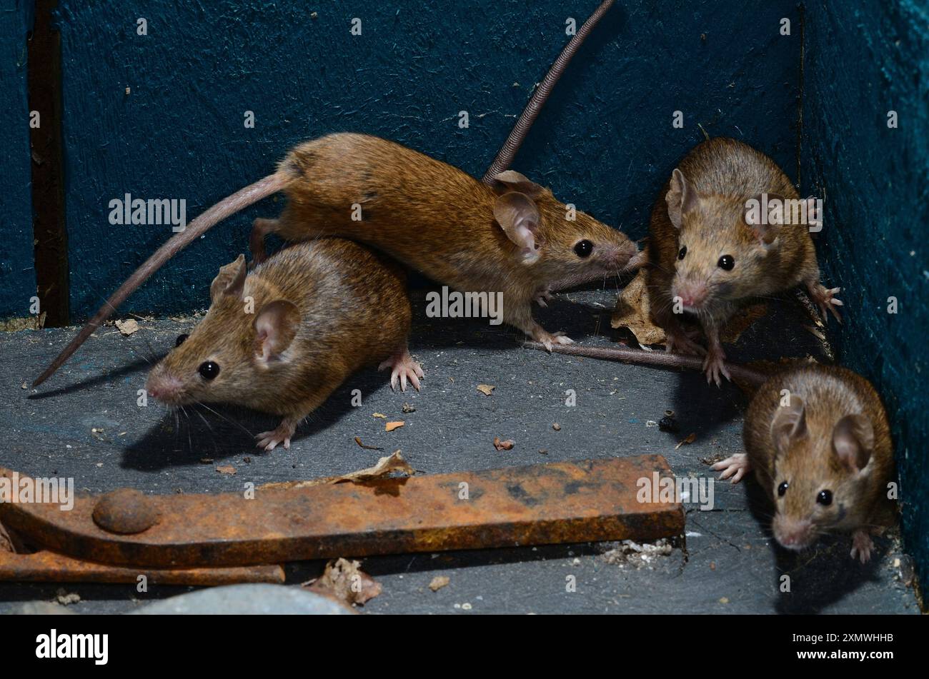 House mice in garden shed Stock Photo - Alamy