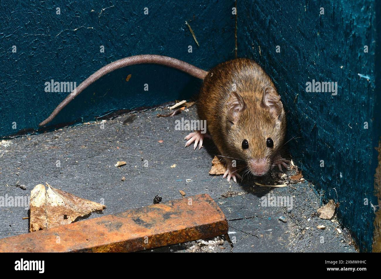 Close up photo of a mouse hi-res stock photography and images - Alamy